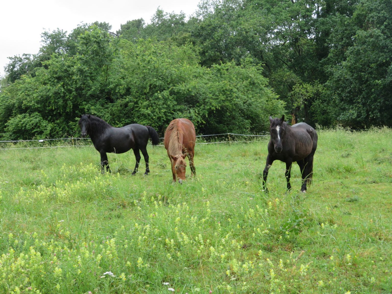 Home Page - Chateau Luchey Halde