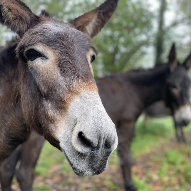 Visites et dégustations - Chateau Luchey Halde